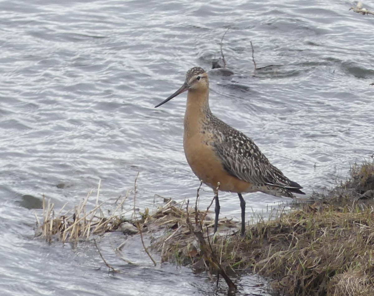 eBird Checklist - 11 Jun 2023 - Nome-Teller Hwy--Sinuk River (MP N26.7 ...