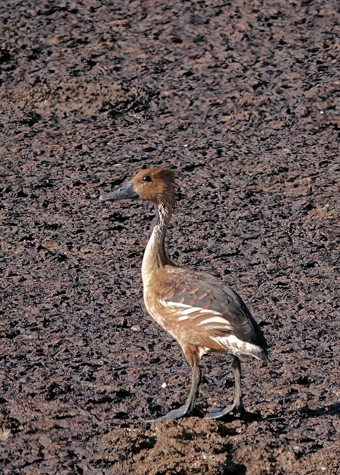 eBird Checklist - 12 Jun 2023 - Aztec Feedlot - 16 species