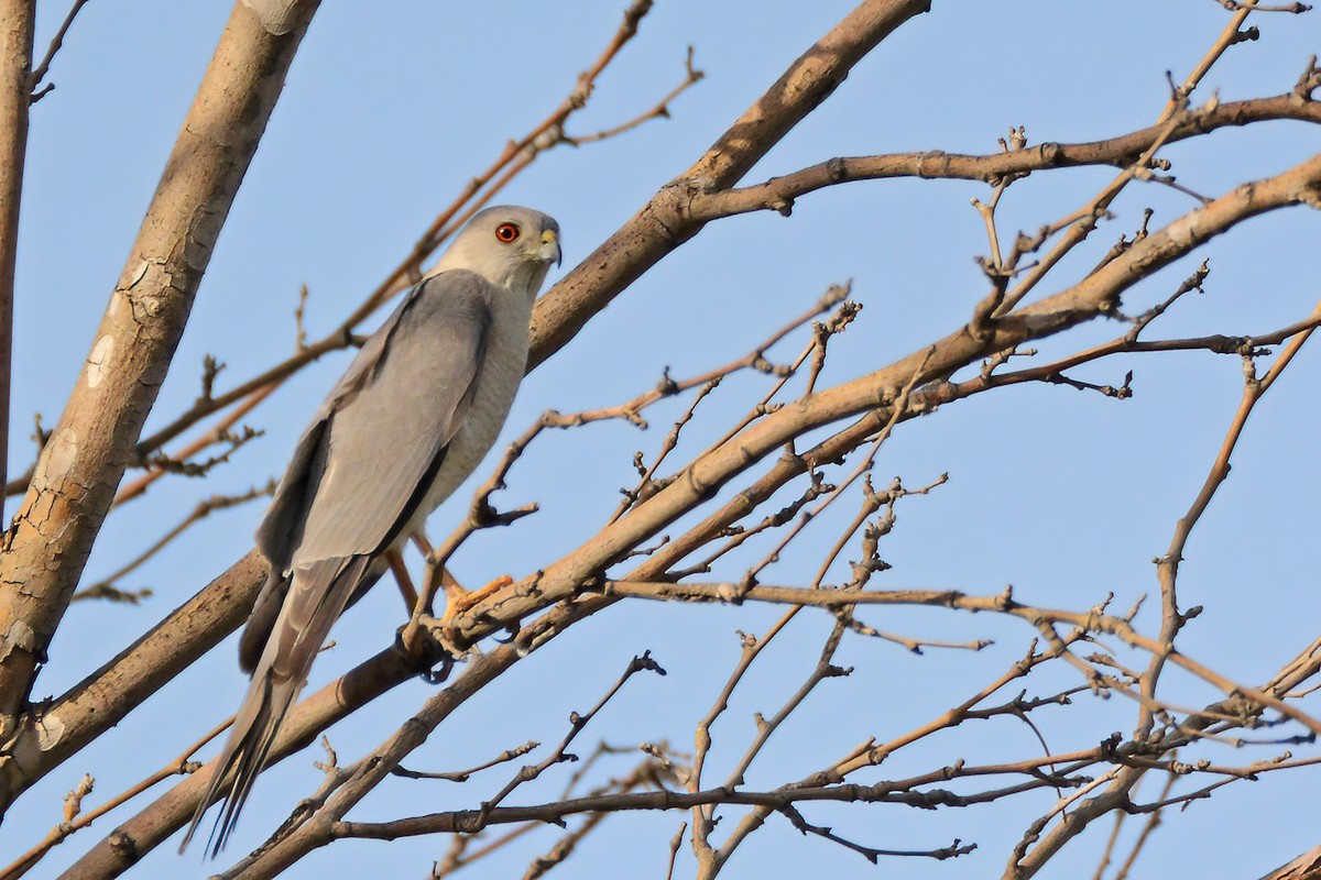 Shikra - Accipiter badius - Media Search - Macaulay Library and eBird
