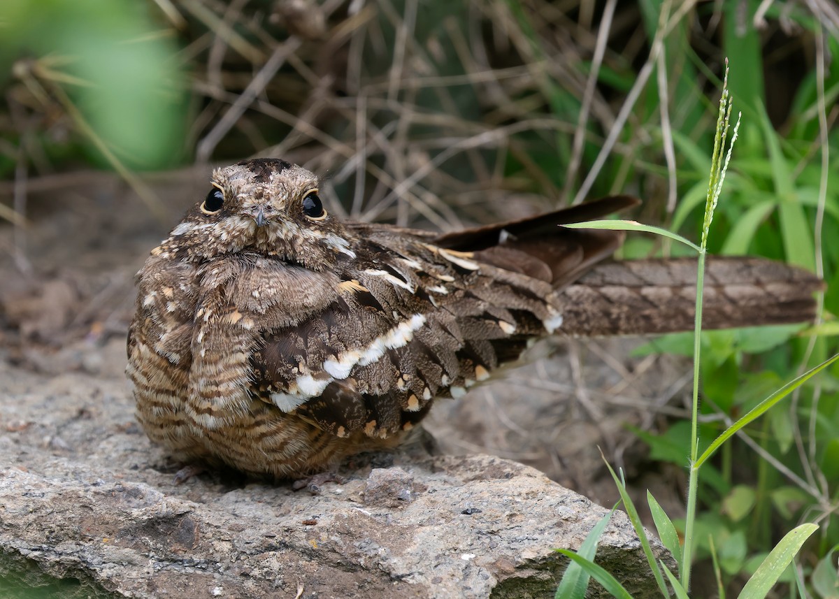 ML584325761 - Slender-tailed Nightjar - Macaulay Library