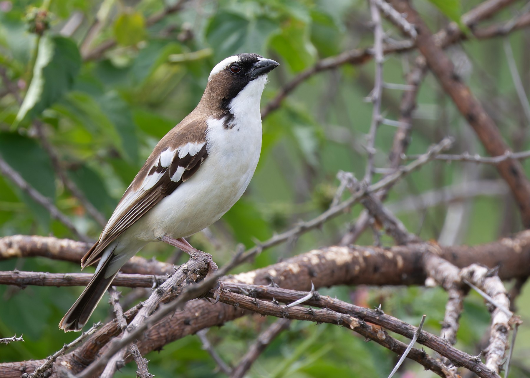 White-browed Sparrow-Weaver (Black-billed) - eBird