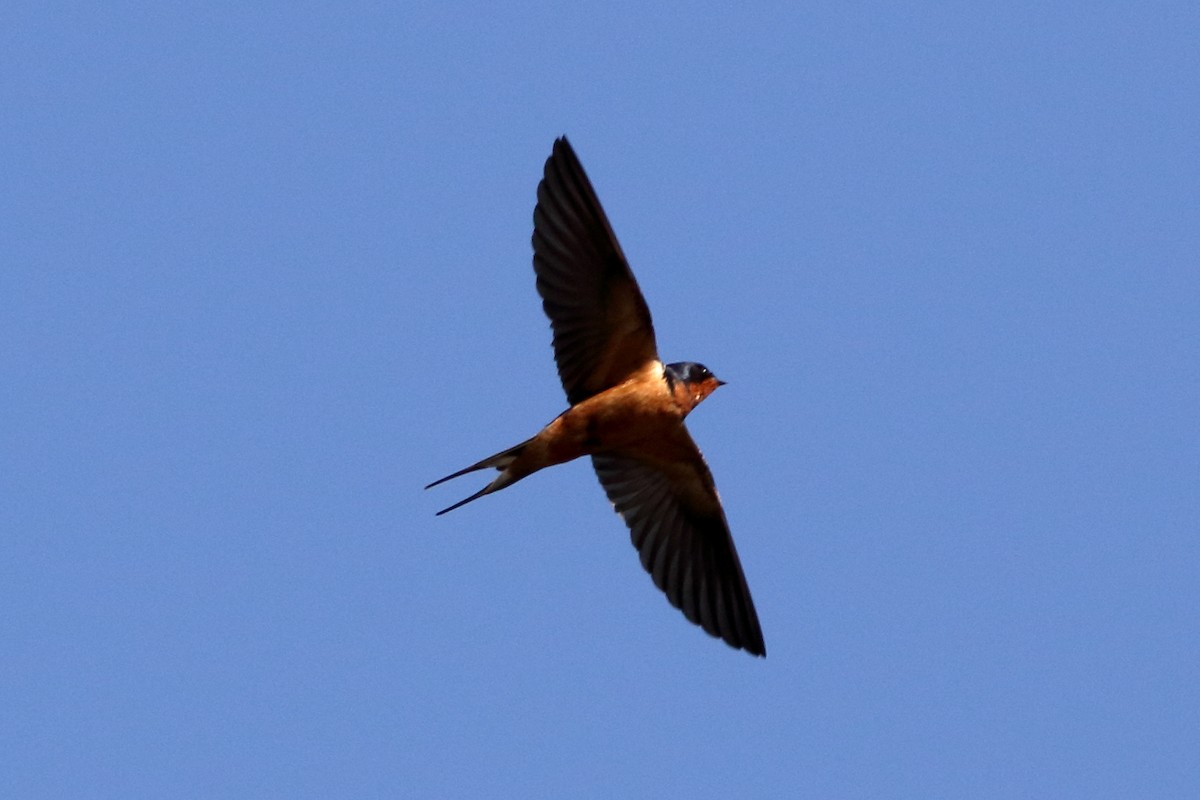 Maryland-DC Breeding Bird Atlas Checklist - 13 Jun 2023 - Flintville Rd ...