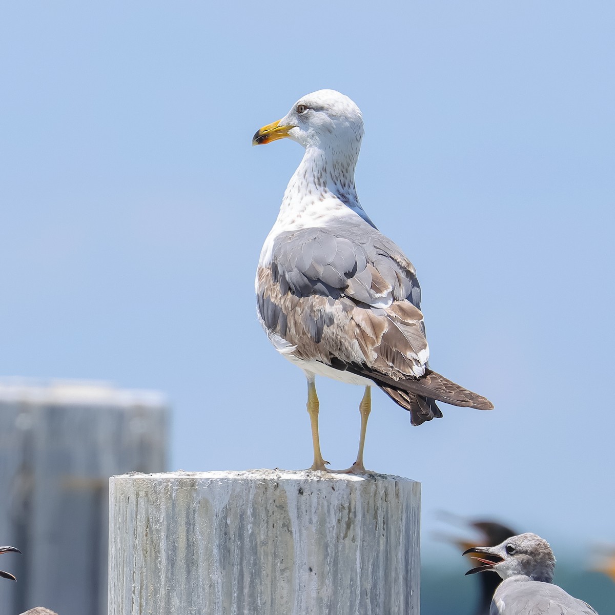 eBird Checklist - 13 Jun 2023 - Jamestown-Scotland Ferry (James City Co ...