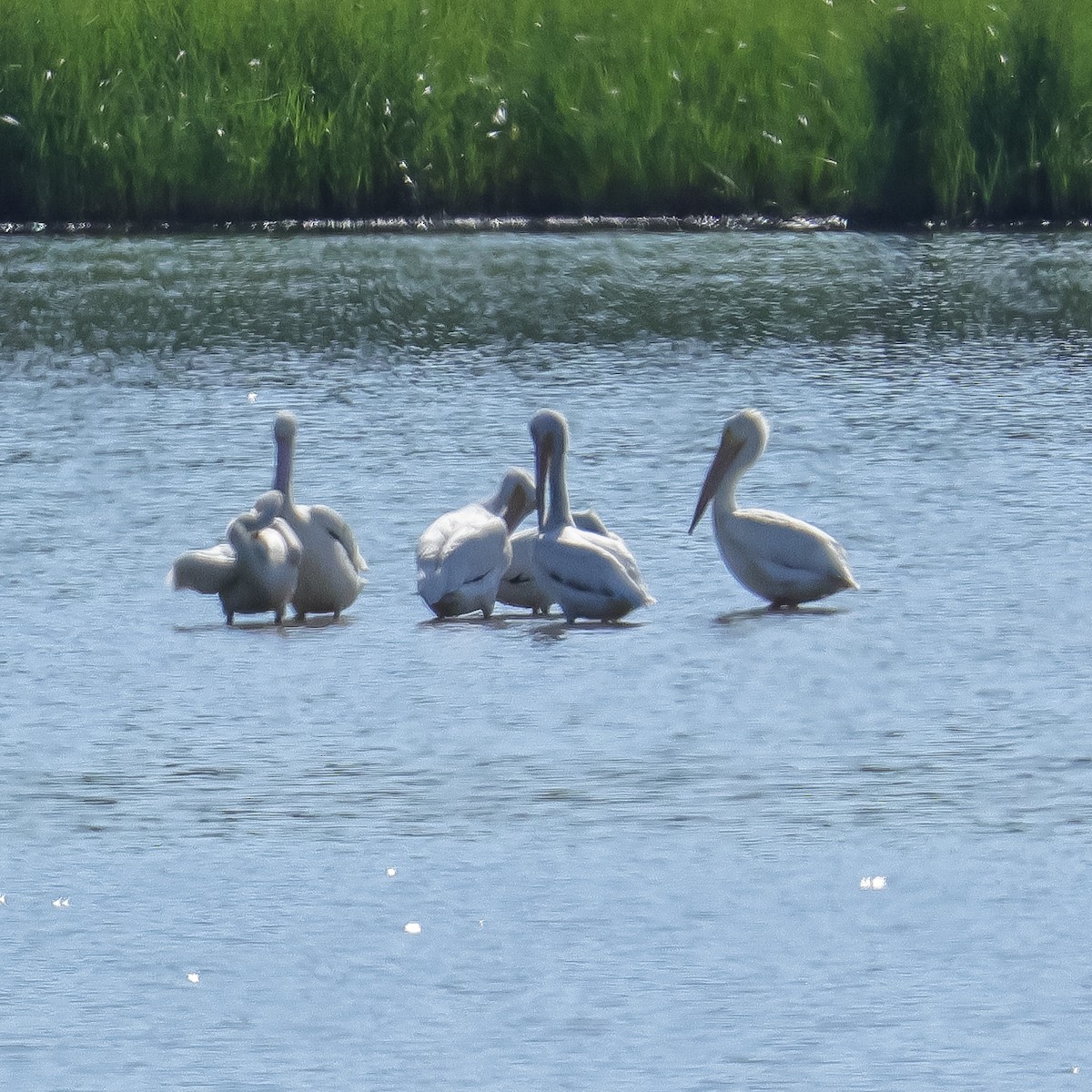 eBird Checklist - 13 Jun 2023 - Hog Island WMA - 41 species