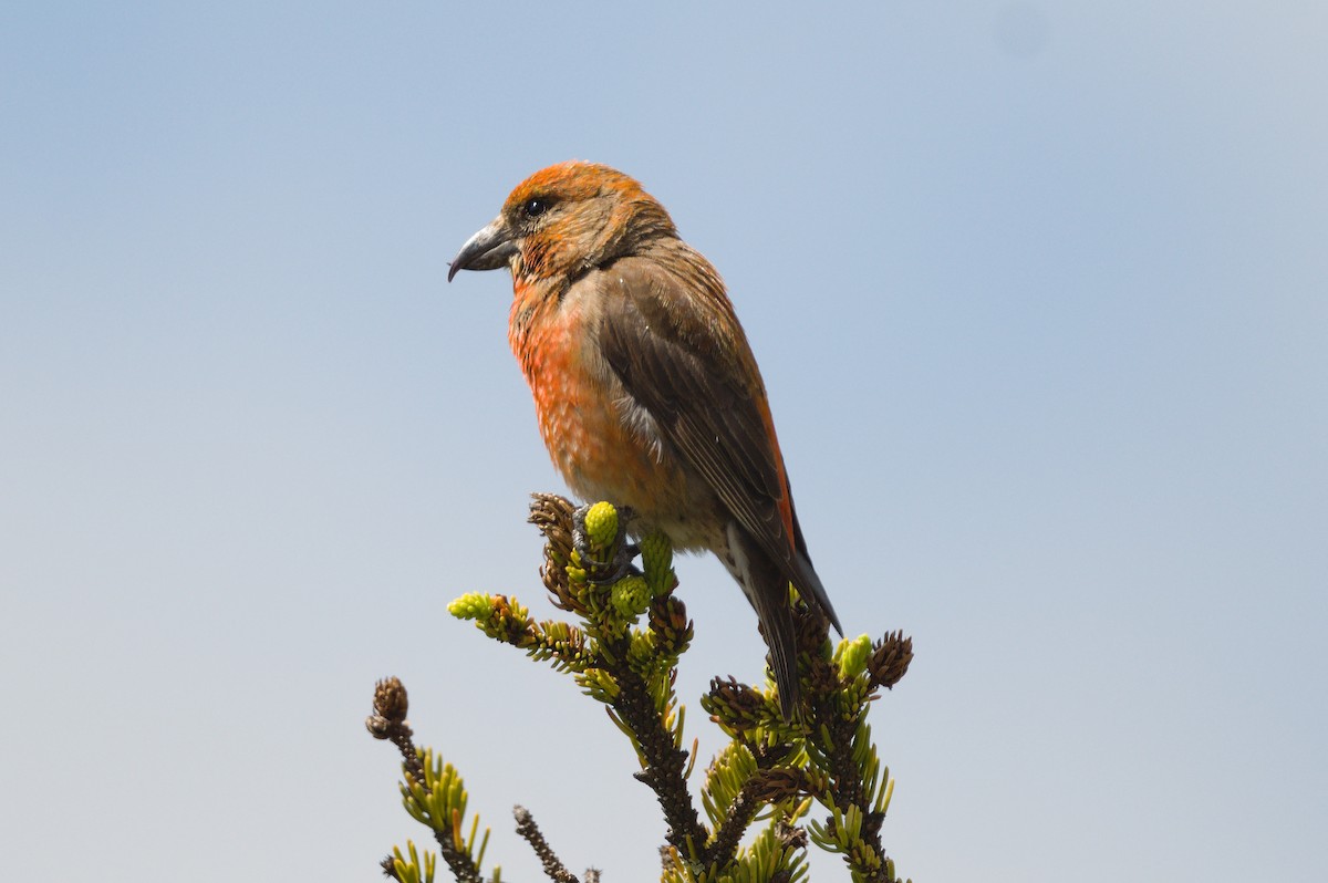 North Carolina Bird Atlas Checklist - 13 Jun 2023 - Blue Ridge Pkwy ...