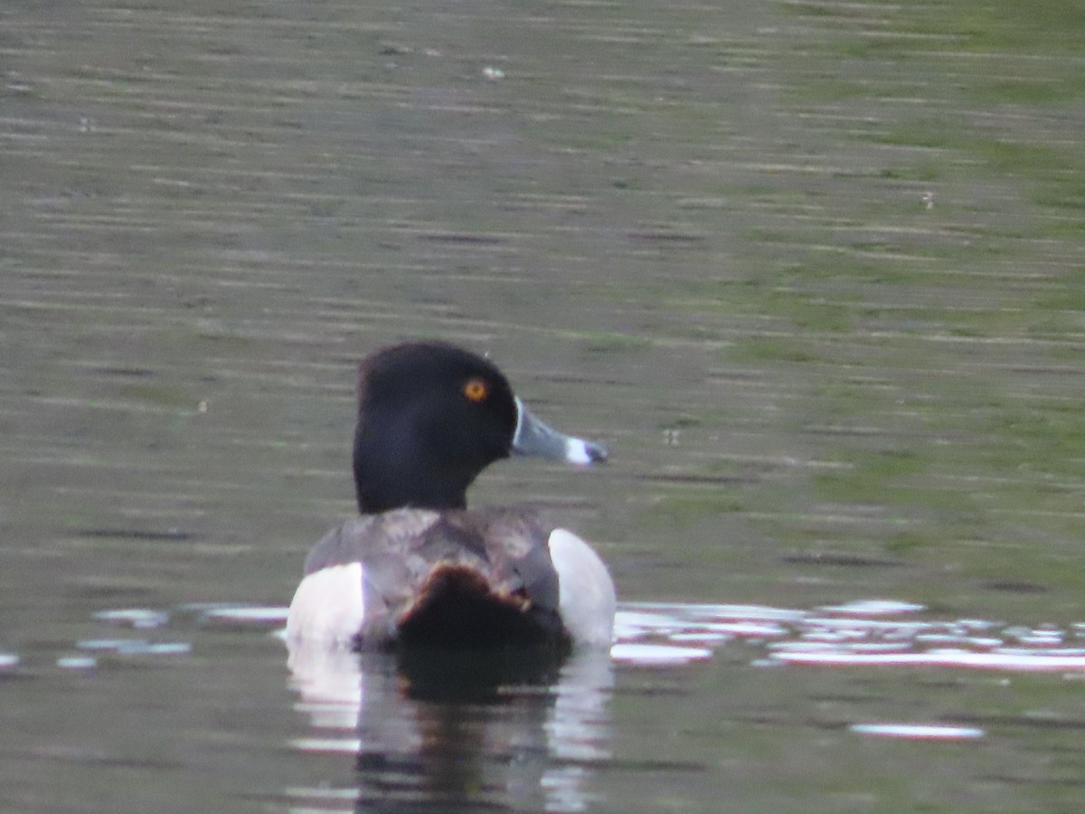 eBird Checklist - 8 Jun 2023 - Sawtooth Fish Hatchery - 19 species (+1 ...