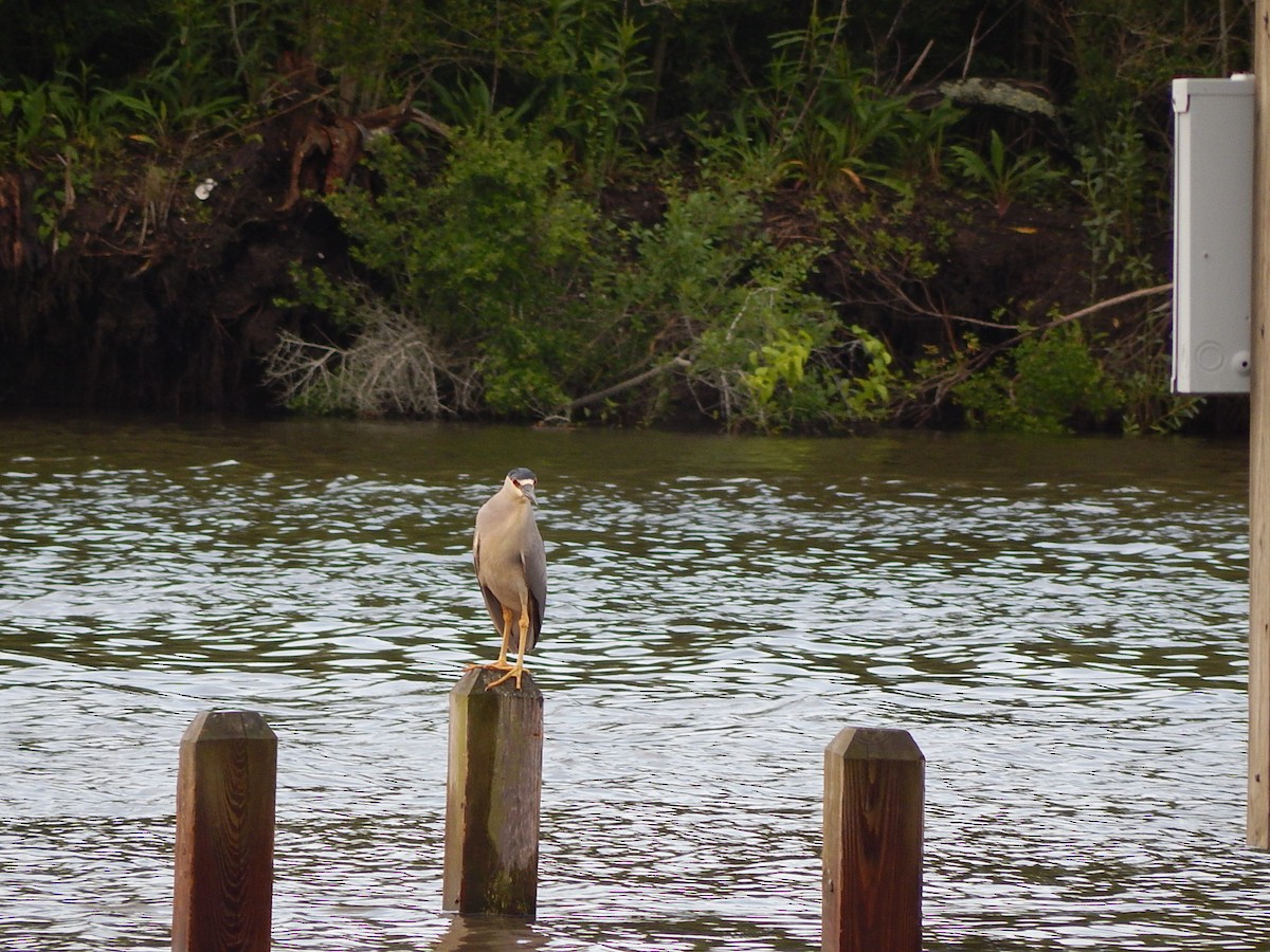 eBird Checklist - 1 May 2016 - Cocodrie, LA - 1 species