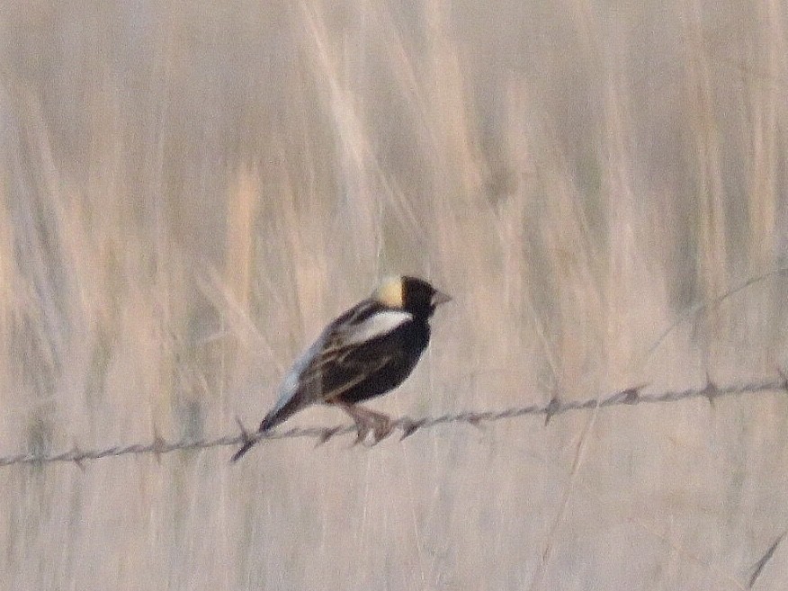 eBird Checklist - 13 Jun 2023 - Arbor Lake and Shoemaker Marsh - 2 species