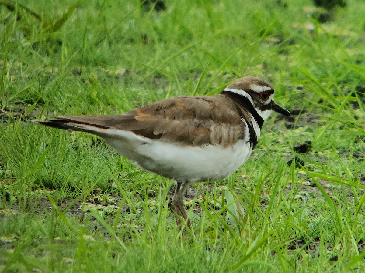 eBird Checklist - 13 Jun 2023 - Spring Brook Wetlands - 17 species