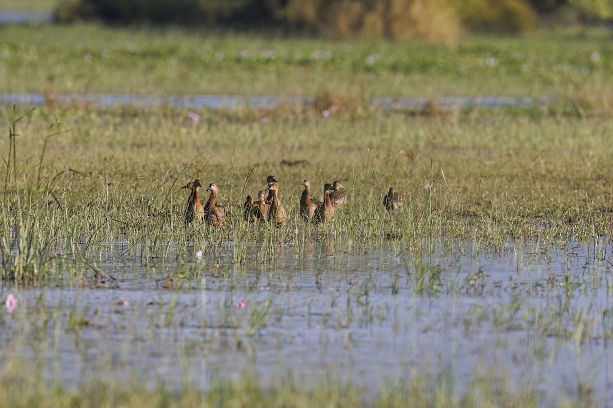 eBird Checklist - 1 May 2023 - Liwonde National Park - 33 species