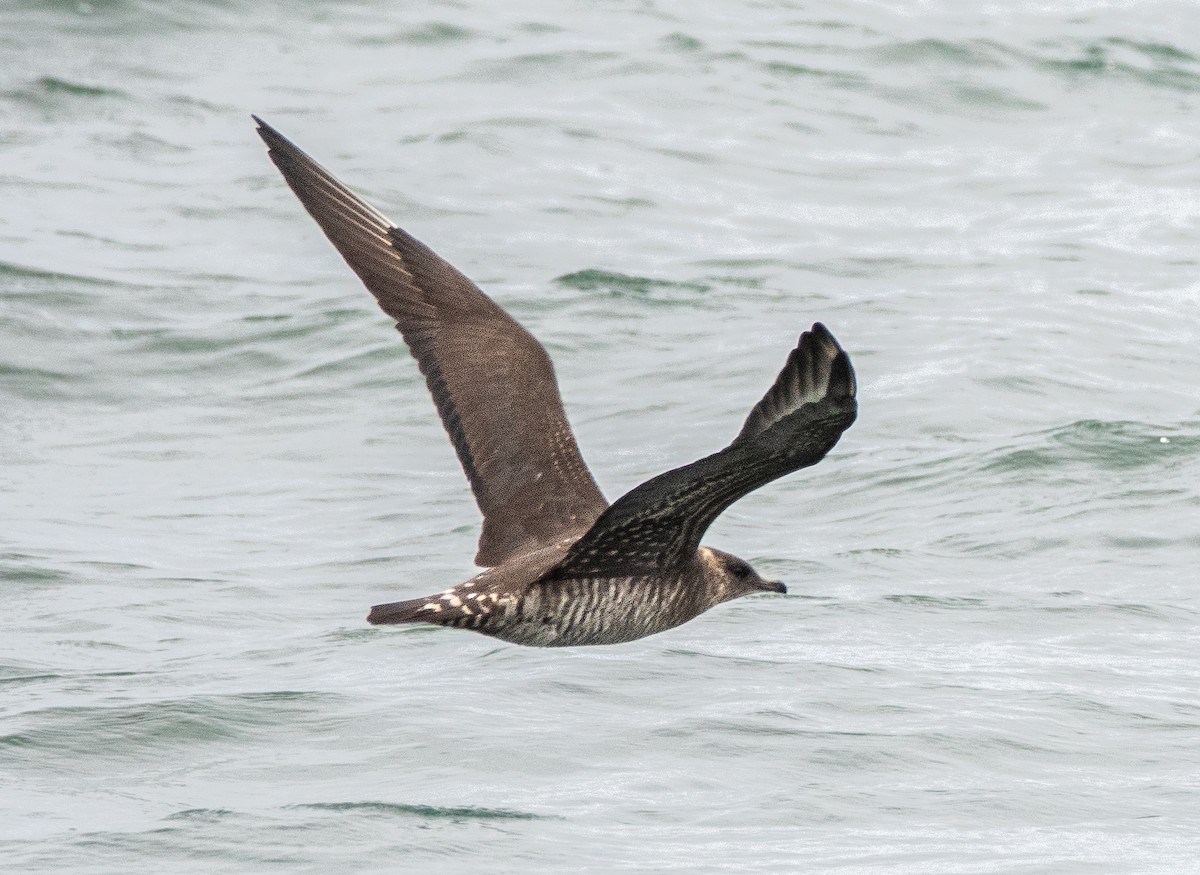eBird Checklist - 12 Jun 2023 - Santa Barbara Channel (birds at sea ...