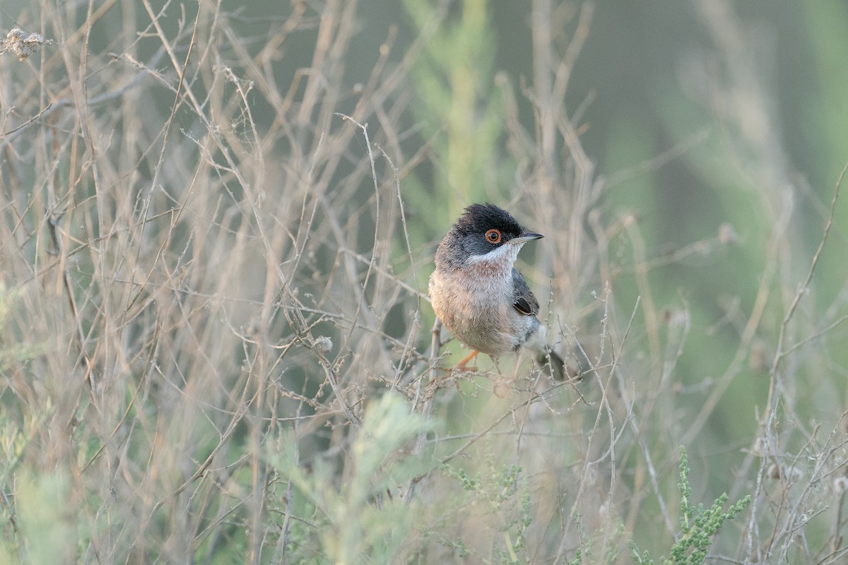 Menetries's Warbler (mystacea) - eBird