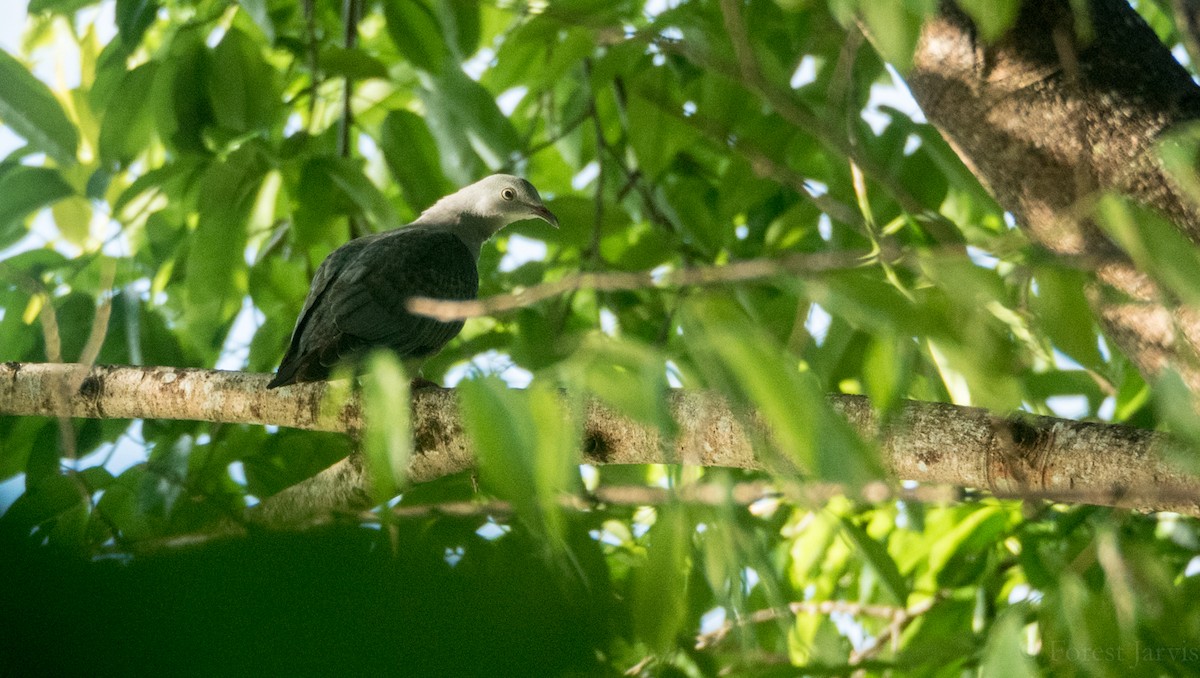 Spotted Imperial-Pigeon - Ducula carola - Birds of the World