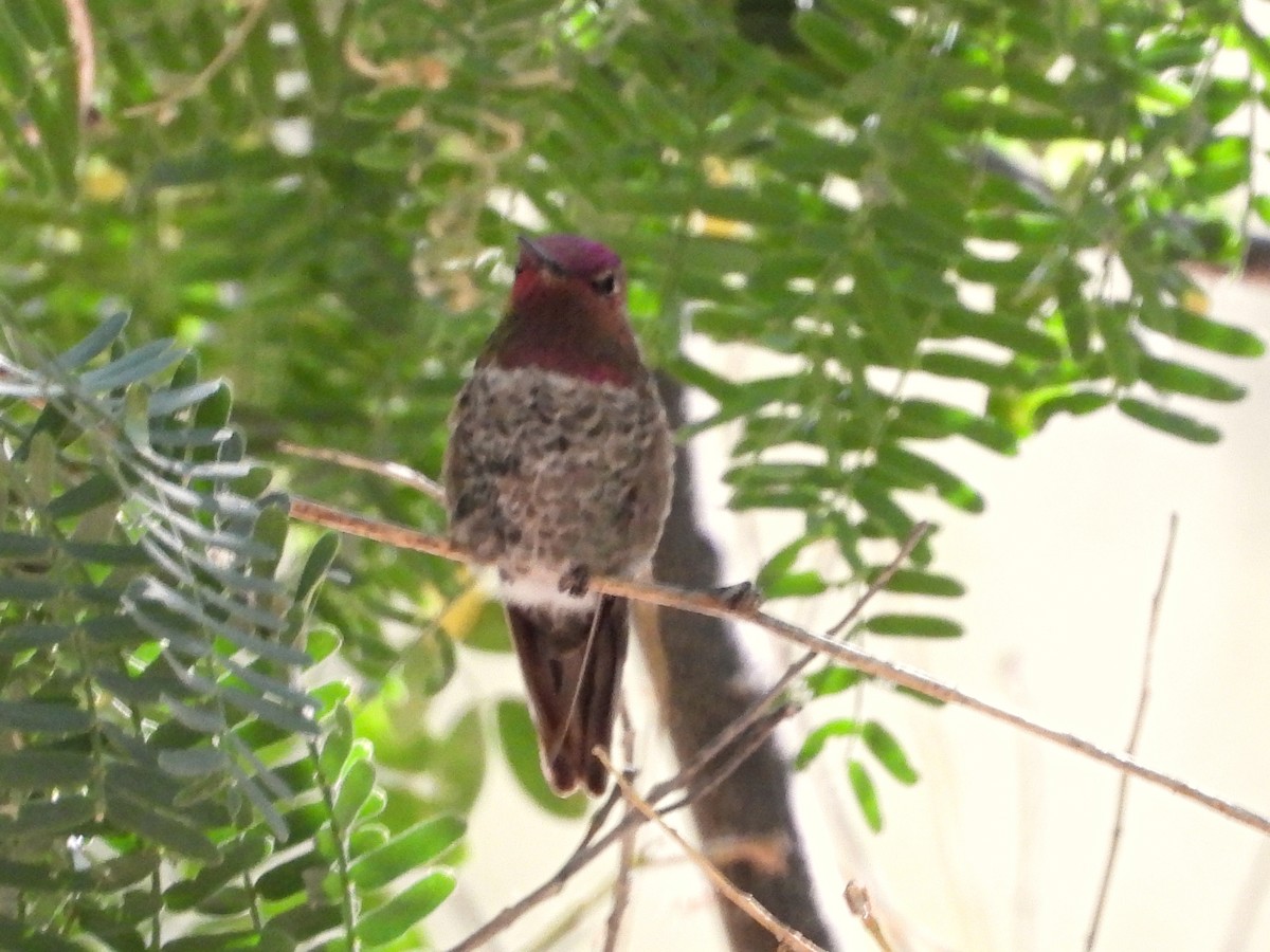 eBird Checklist - 14 Jun 2023 - Griffin Riley home - 25 species (+1 ...