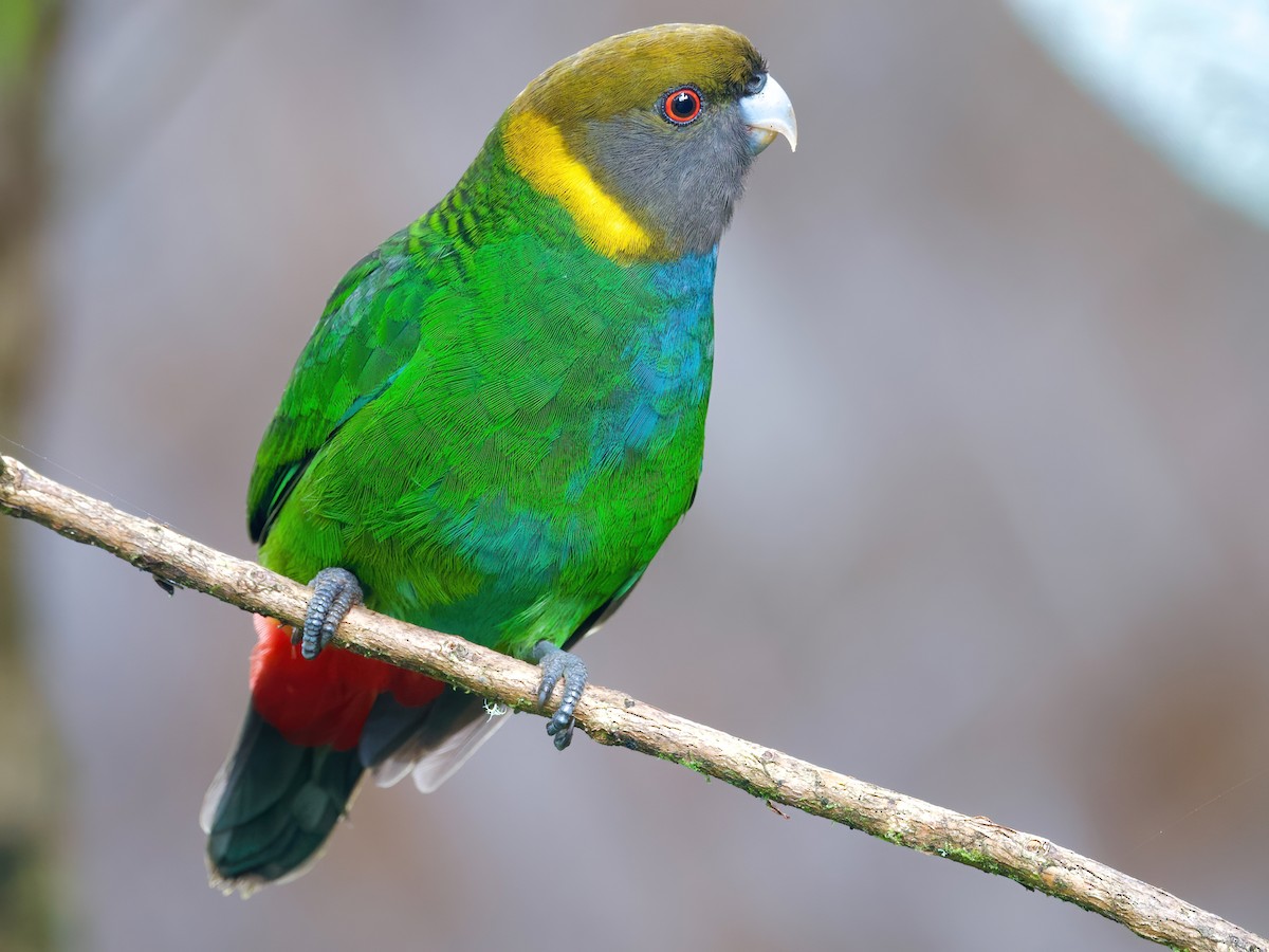 Painted Tiger-Parrot - Psittacella picta - Birds of the World