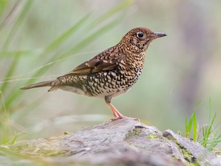 Bassian Thrush - Zoothera lunulata - Birds of the World