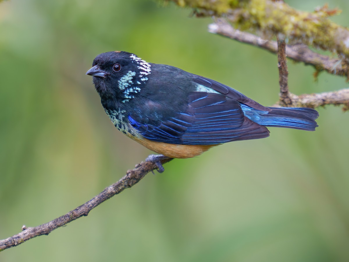 Spangle-cheeked Tanager - Tangara dowii - Birds of the World