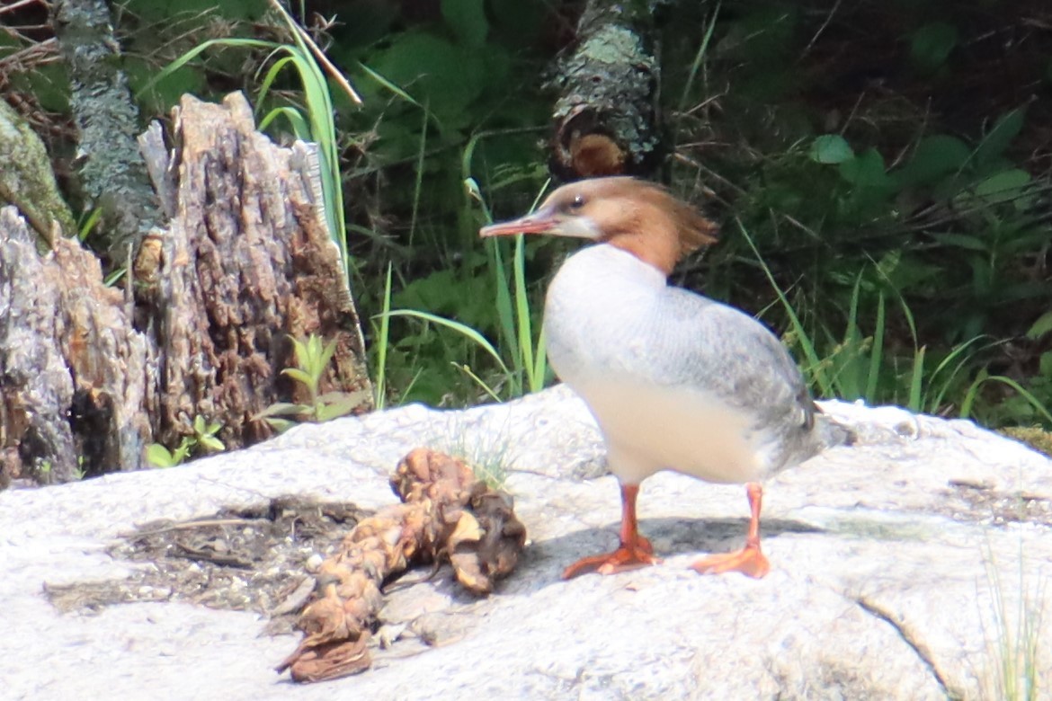eBird Checklist - 14 Jun 2023 - RN Alfred-Kelly - 34 species