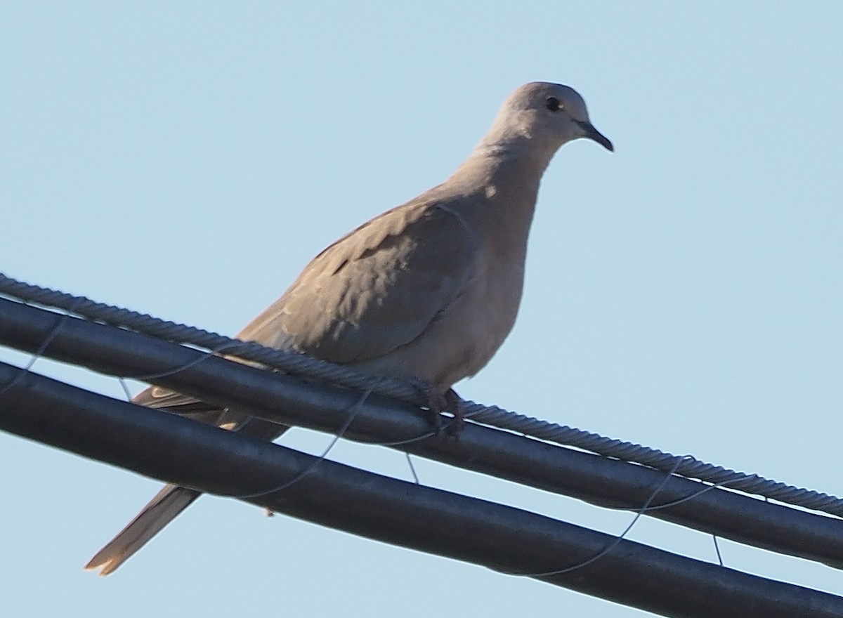 eBird Checklist - 27 May 2023 - Shoshone Village - 31 species (+2 other ...