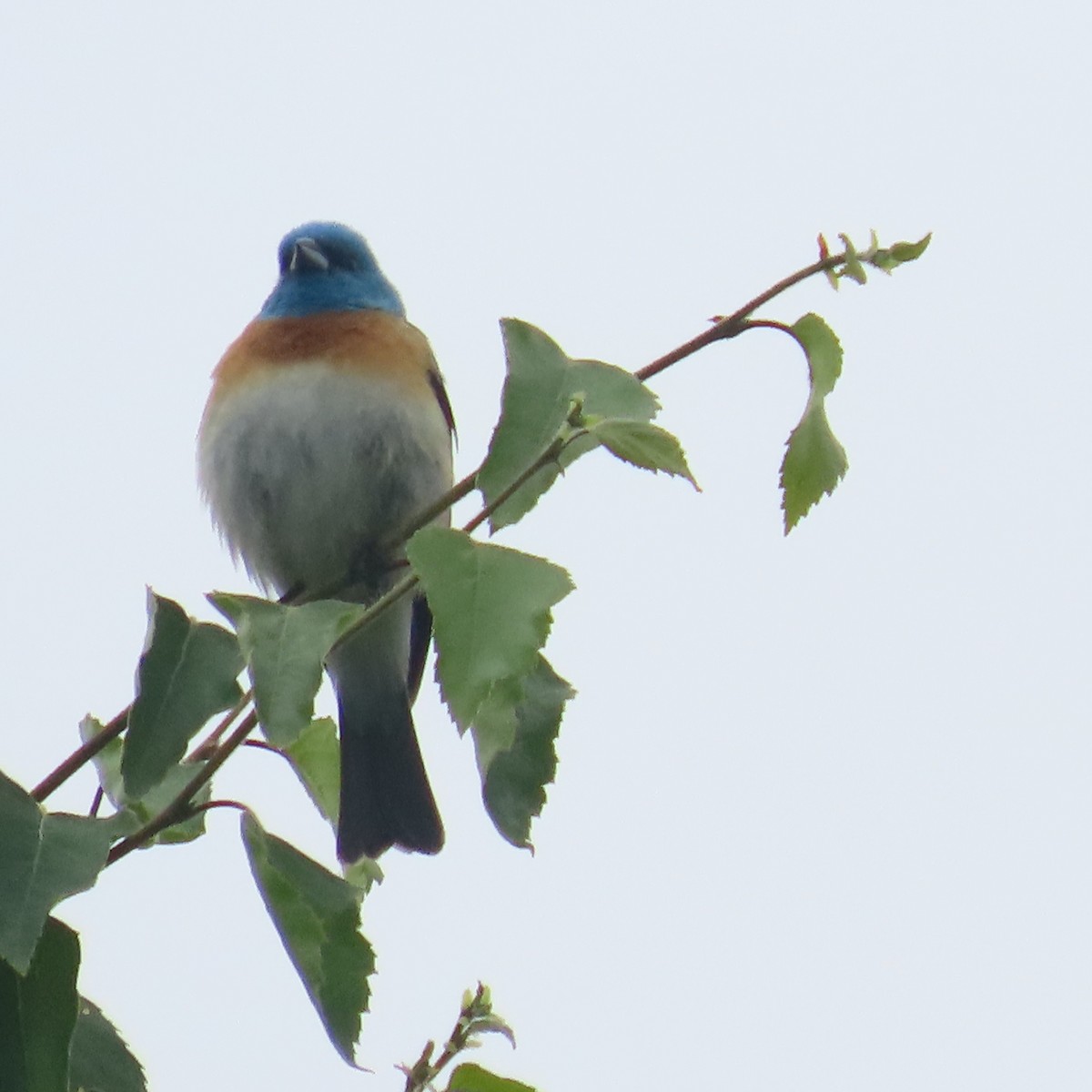 eBird Checklist - 14 Jun 2023 - ƛ̓éxətəm Regional Park (Colony Farm ...