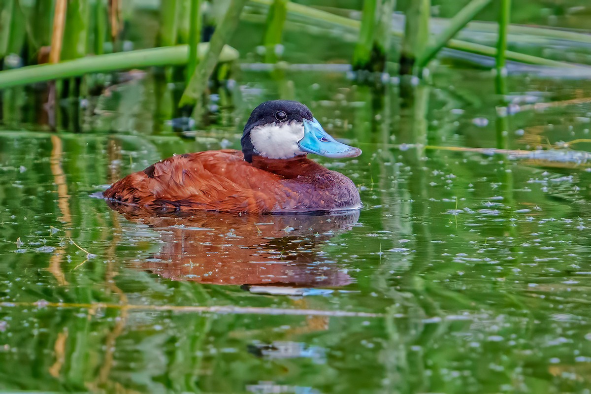 eBird Checklist - 14 Jun 2023 - Calaveras Lake (HOTE 100) - 19 species