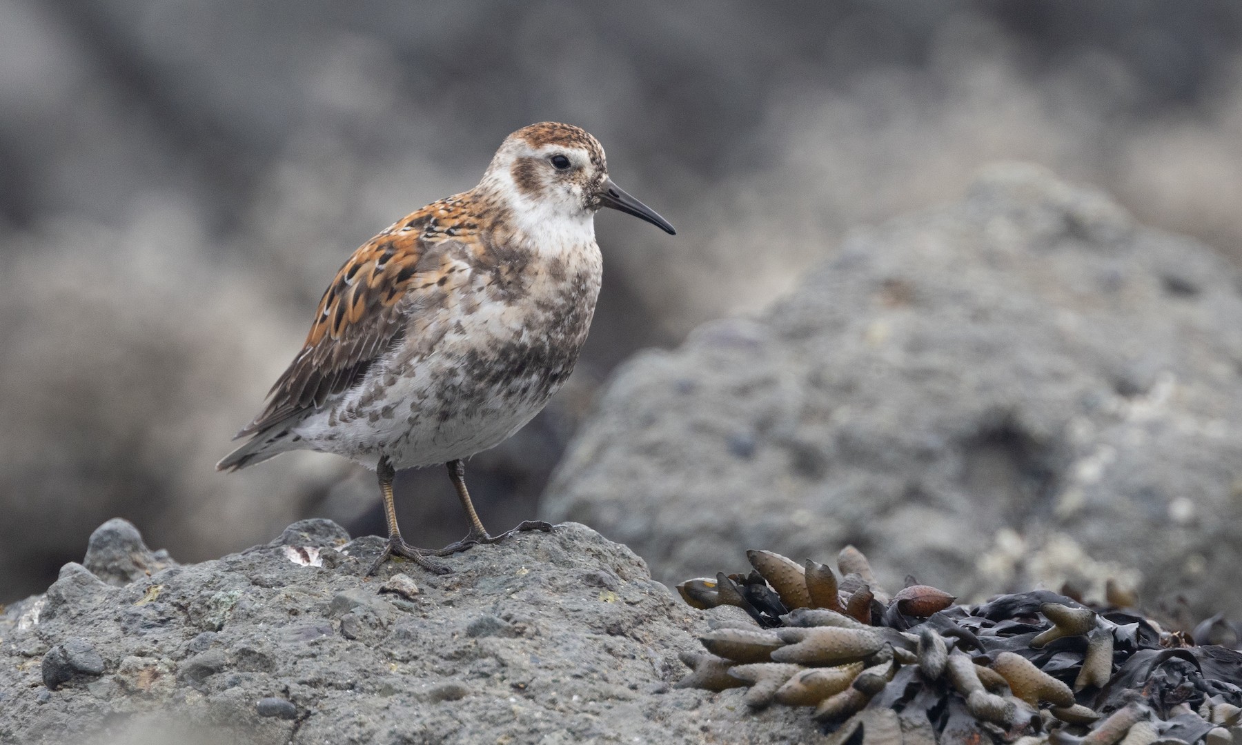 Rock Sandpiper (couesi) - eBird