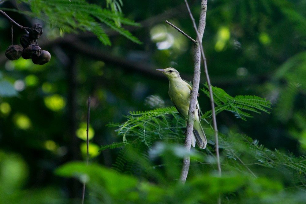 Southern Marquesan Reed Warbler - Acrocephalus mendanae - Birds of the ...