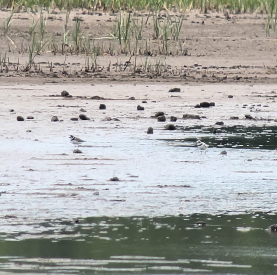 eBird Checklist - 14 Jun 2023 - Bombay Hook NWR--Raymond Pool - 10 ...