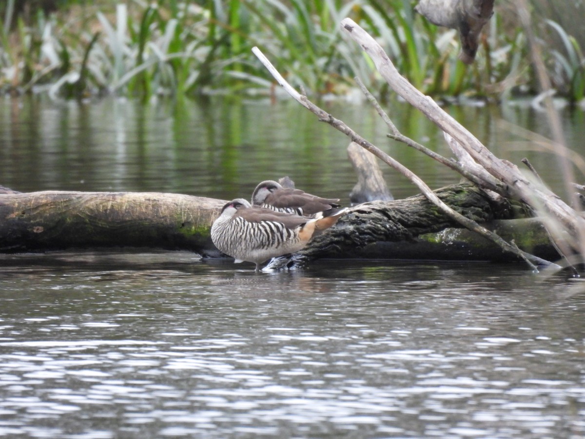 eBird Checklist - 15 Jun 2023 - Banyule Flats Reserve - 17 species