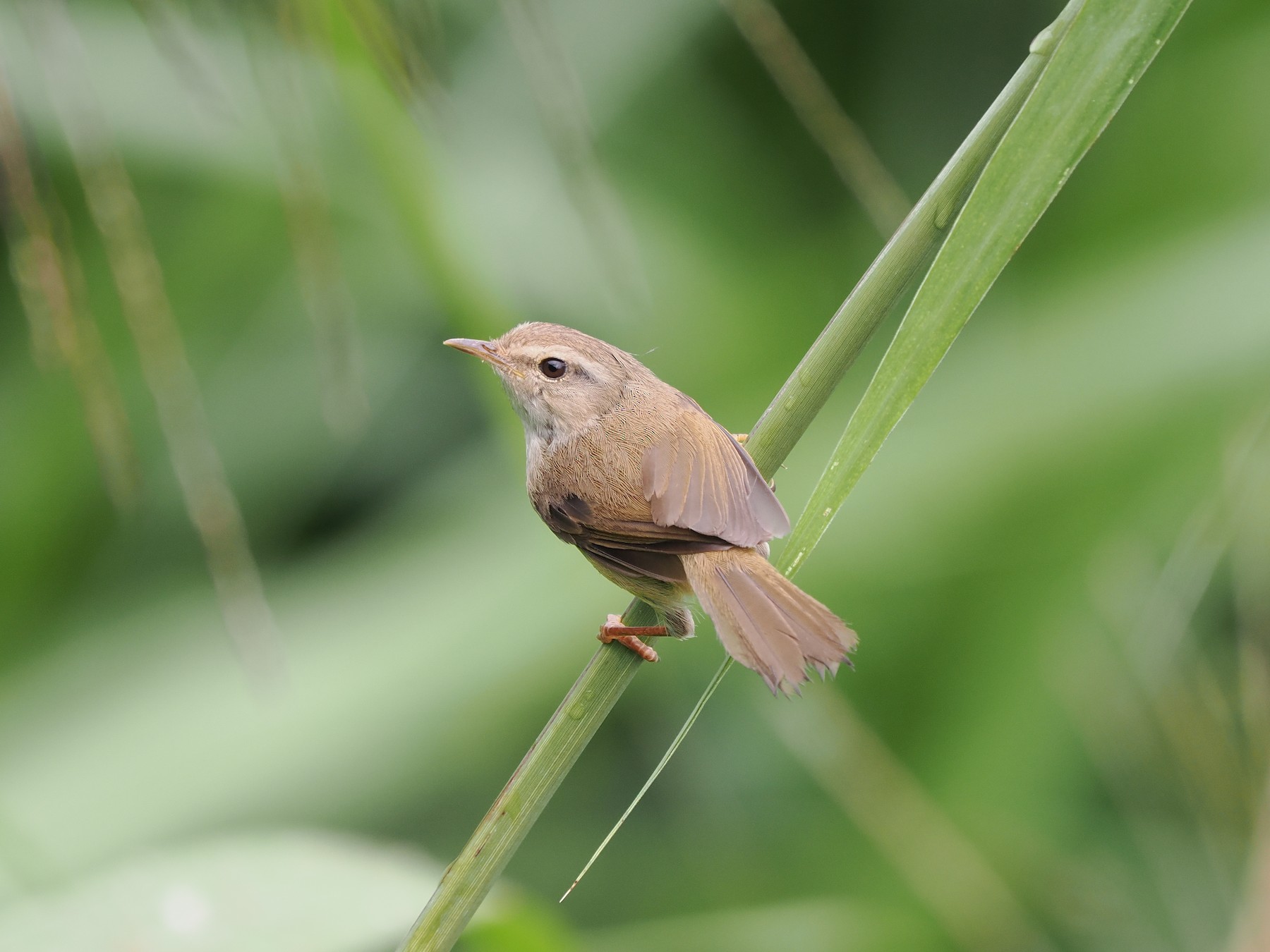 Brownish-flanked Bush Warbler (Taiwan) - eBird