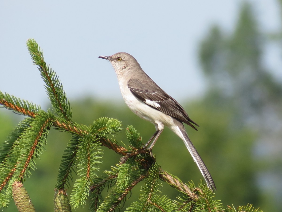 eBird Checklist - 15 Jun 2023 - Lazy Brook Greenway - 24 species