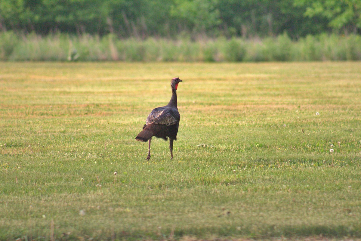 eBird Checklist - 11 Jun 2023 - Knoop Rd, Troy, OH - 1 species