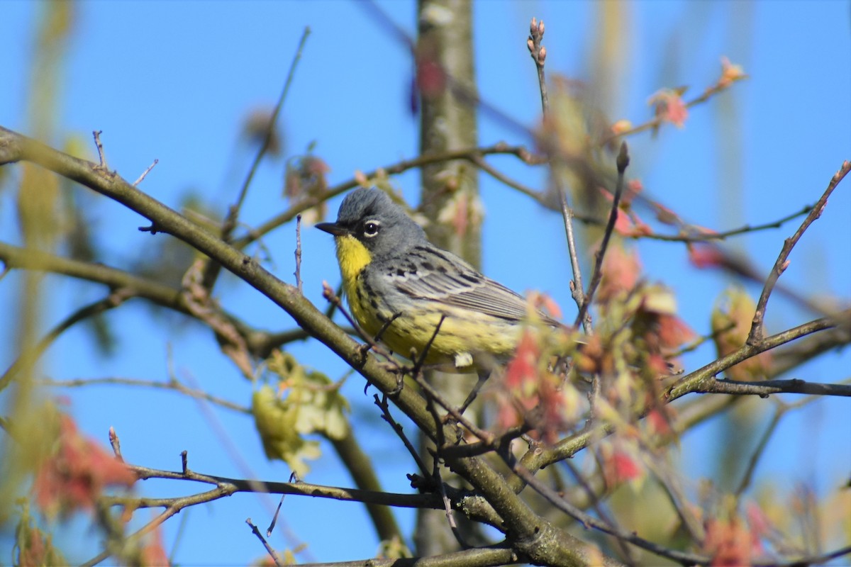 eBird Checklist - 13 Jun 2023 - 1291–1625 Muskegon Rd, Harrison US-MI ...