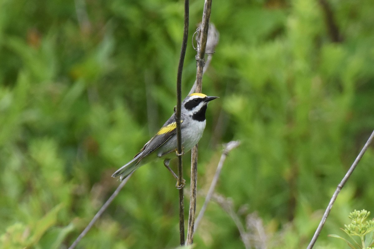 eBird Checklist - 15 Jun 2023 - CA--ON--Leeds--Gananoque provincial ...