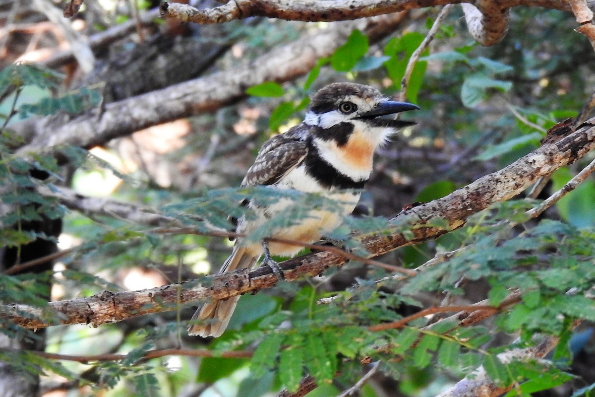 Russet-throated Puffbird - Hypnelus ruficollis - Media Search ...