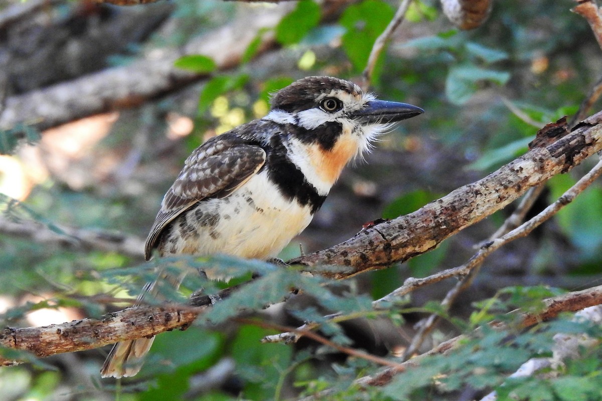 Russet-throated Puffbird - Hypnelus ruficollis - Media Search ...