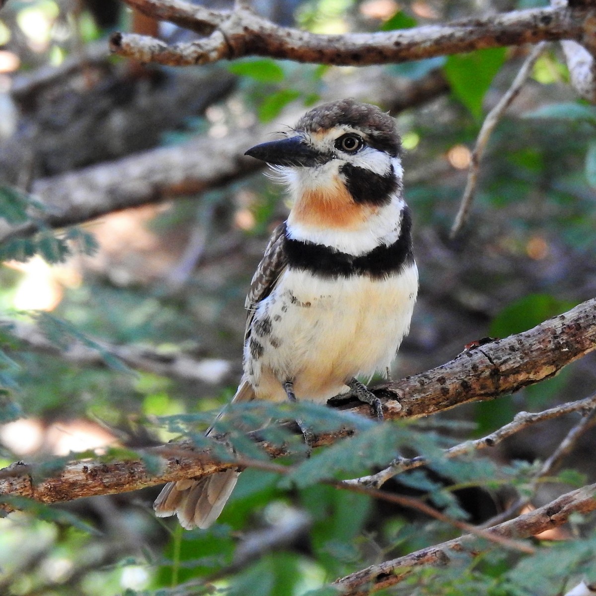 Russet-throated Puffbird - Hypnelus ruficollis - Media Search ...