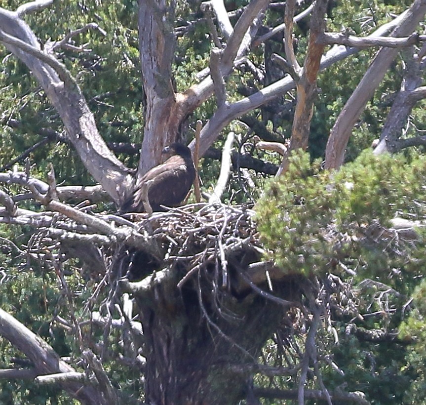 eBird Checklist - 15 Jun 2023 - Mt. Graham--Riggs Lake - 21 species