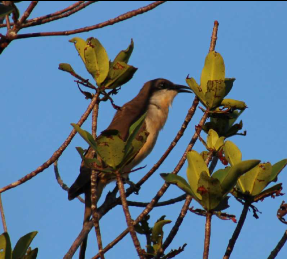 eBird Checklist - 13 Jun 2023 - Ponce de Leon City Park - 16 species