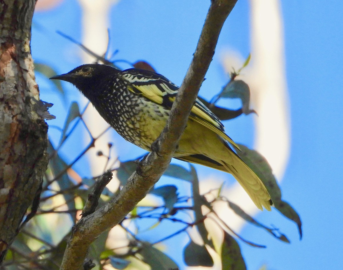 eBird Australia Checklist - 16 Jun 2023 - Morisset Sub-station site ...