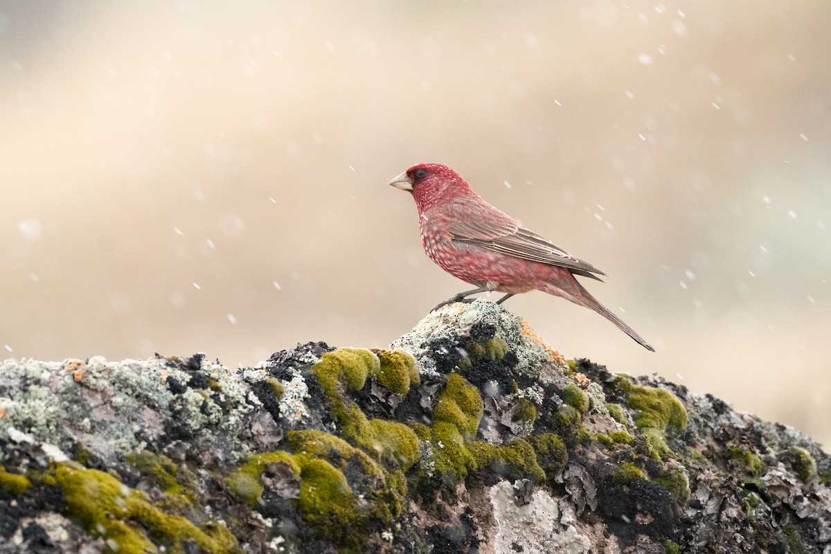 Great Rosefinch (Great) - eBird