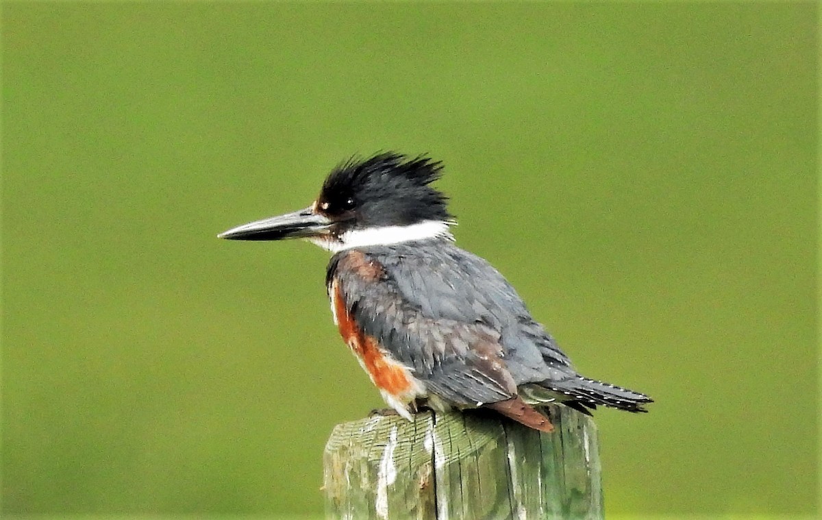 eBird Checklist - 15 Jun 2023 - Birdtail Rd, Wolf Creek US-MT 47.23922 ...