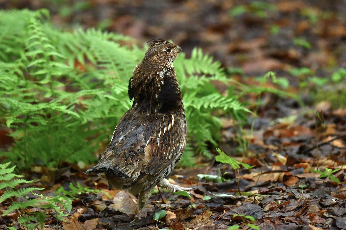 New York Breeding Bird Atlas Checklist - 13 Jun 2023 - Brandreth Park ...