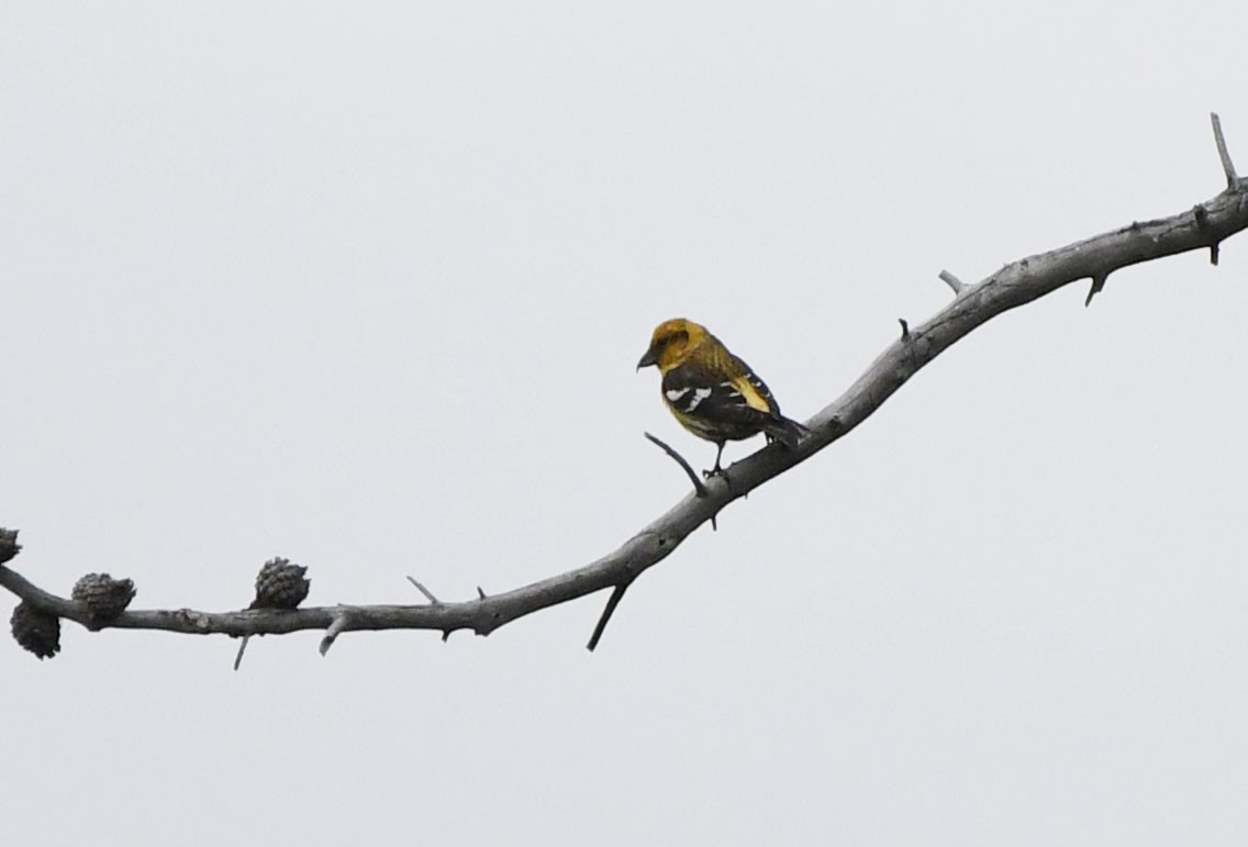 eBird Checklist - 14 Jun 2023 - Turpin Meadows Ranch Rd. - 22 species ...