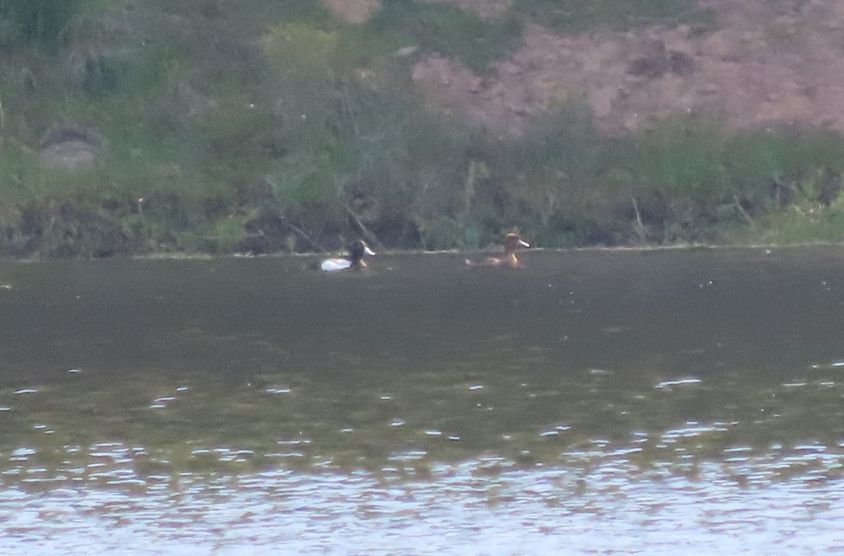 eBird Checklist - 16 Jun 2023 - Harris Lake - 26 species