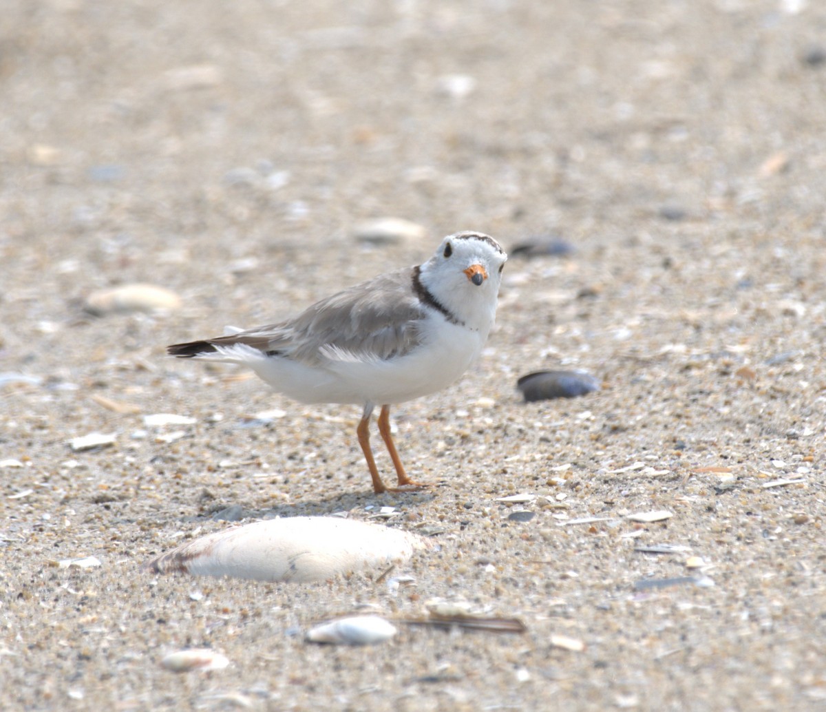 eBird Checklist - 16 Jun 2023 - Breezy Point Tip - 52 species