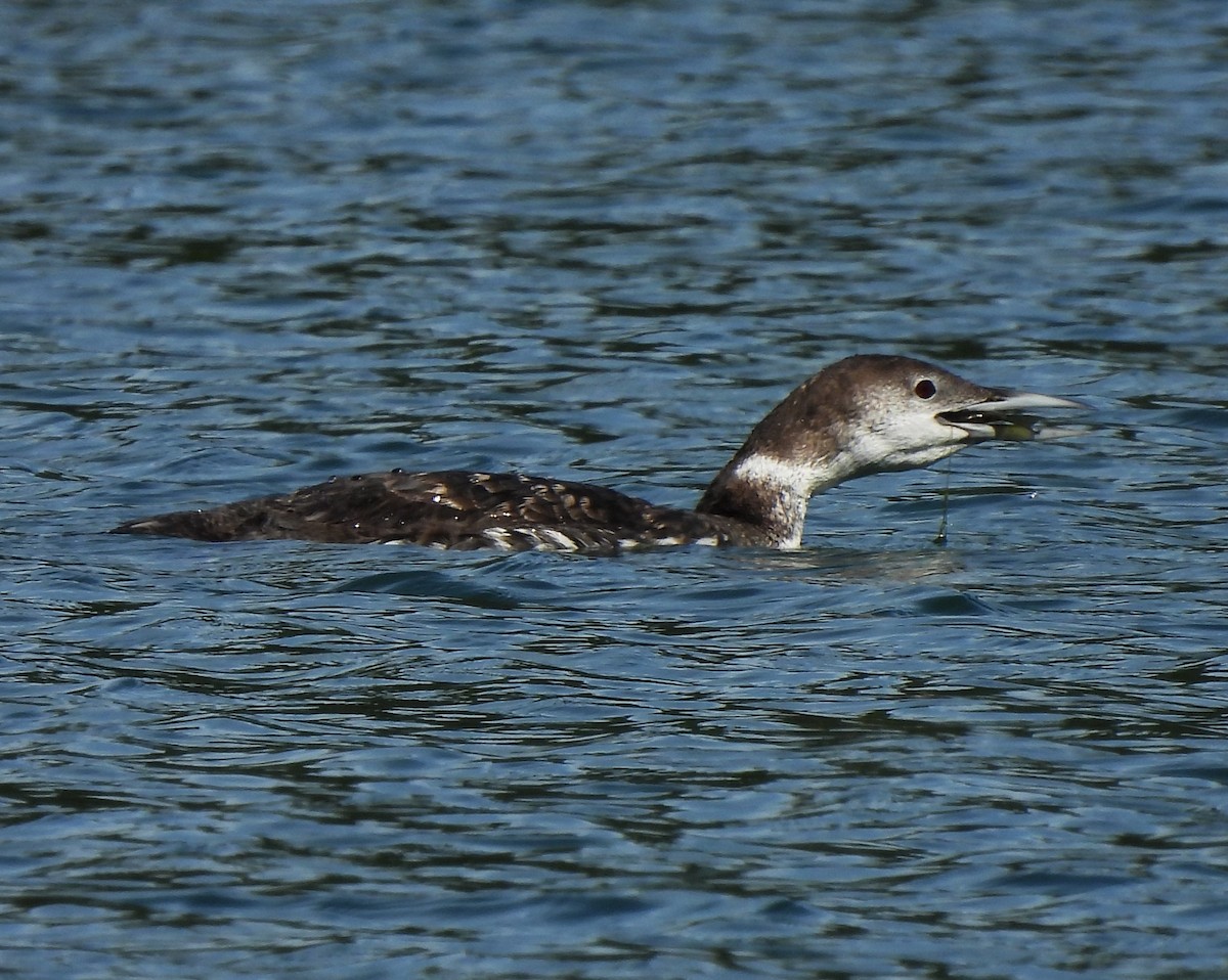 eBird Checklist - 16 Jun 2023 - Henry Hagg Lake Park (Scoggins Valley ...