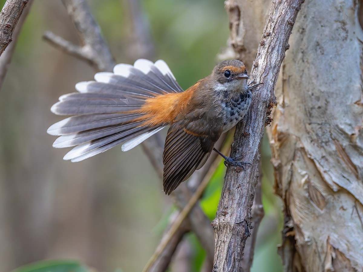 Arafura Fantail - Rhipidura dryas - Birds of the World