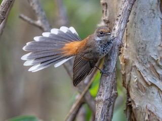 Arafura Fantail - Rhipidura dryas - Birds of the World