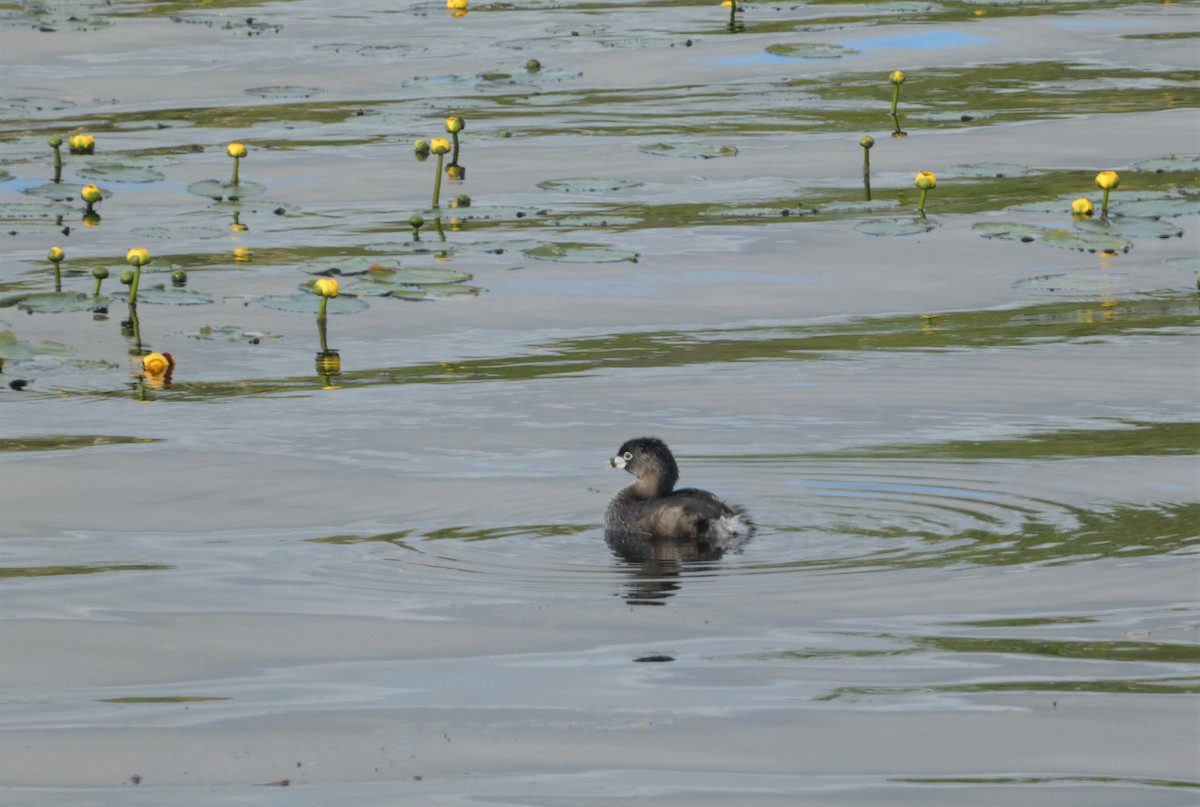 eBird Checklist - 16 Jun 2023 - Lac à l'Anguille - 18 species